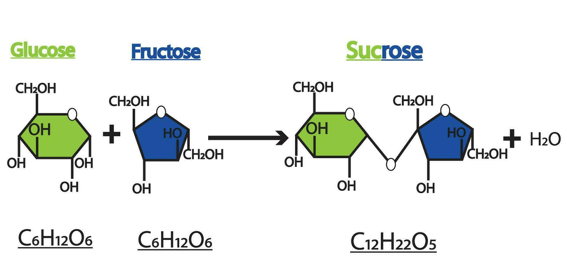 IGCSE (Cambridge) Biology Topic 4: Biological Molecules | Your Complete ...